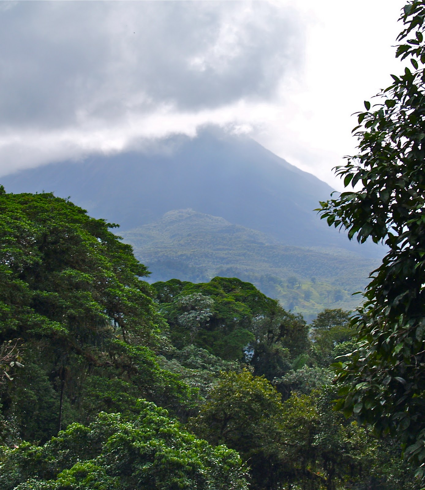 Photos by Drachma: Rain Forest Trees, Costa Rica