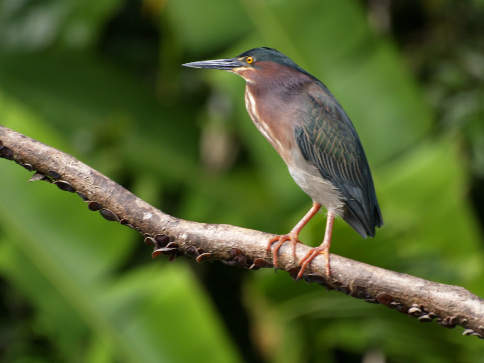 Photos by Drachma: Feathered wildlife of Costa Rica