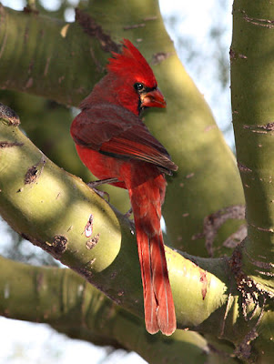 Tucson Hungarians: CARDINAL
