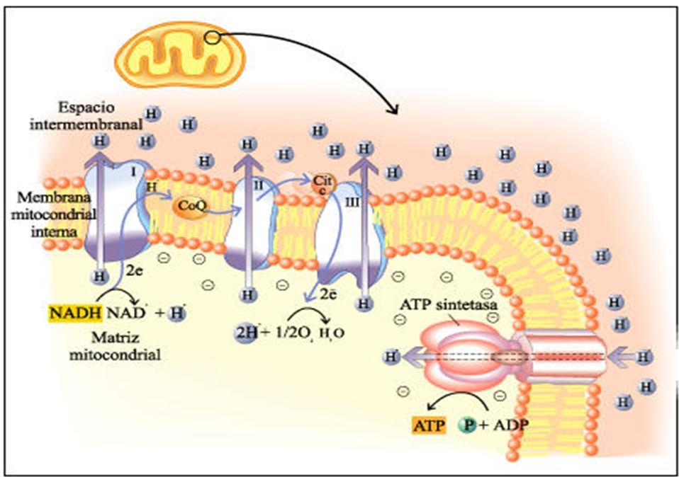 MEDICINA: abril 2010
