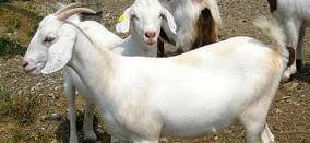 PRINCIPIOS BASICOS DE UN APRISCO | blog de caprisan