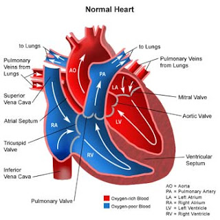 The heart: How Does The Heart Work?