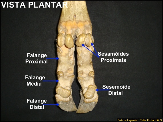 Monitoria de Anatomia Veterinária UFPA