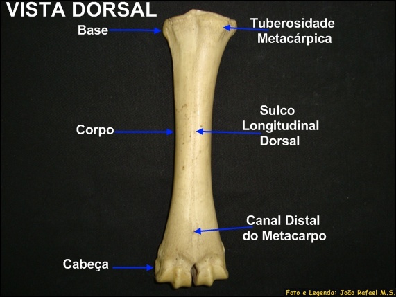 Cow femur tibia metatarso - lasopacooking