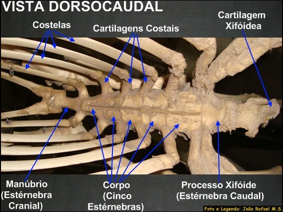 Monitoria de Anatomia Veterinária UFPA