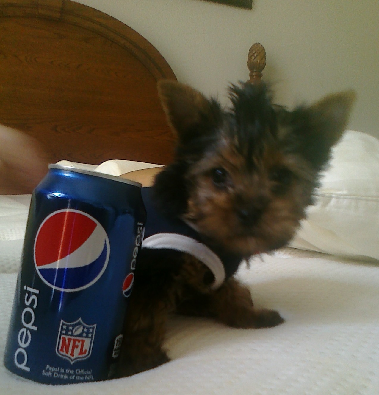 Drake's Cupcake Yorkies: Mohawk Time