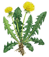 Wyldestone Cottage: Herb of the Week - Dandelion