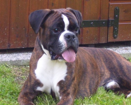 Animali Smarriti o Trovati: S. Donato di Lucca: smarrito boxer maschio ...