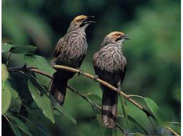 Burung Ocehan dan Sangkar Ukir: Burung Cucak Rowo