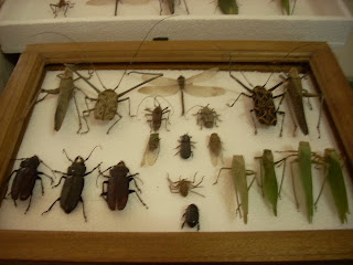 LAPATADA110.COM: INSECTARIO