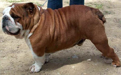 Bulldogs - chewing on that wasp