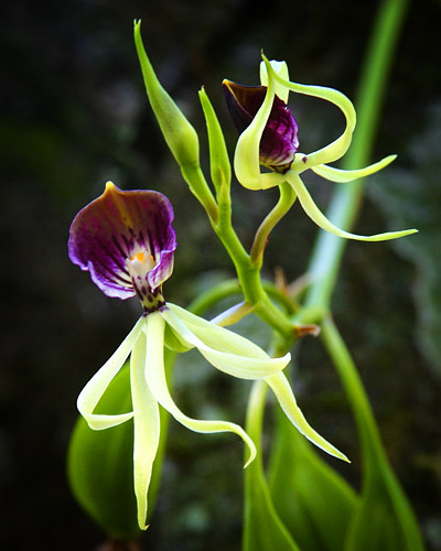 Houseplant Care Guides: Orchid Care 101