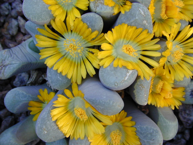 Houseplant Care Guides: Lithops 101
