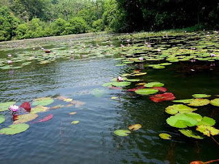 Malayalam Images: Tamara kulam