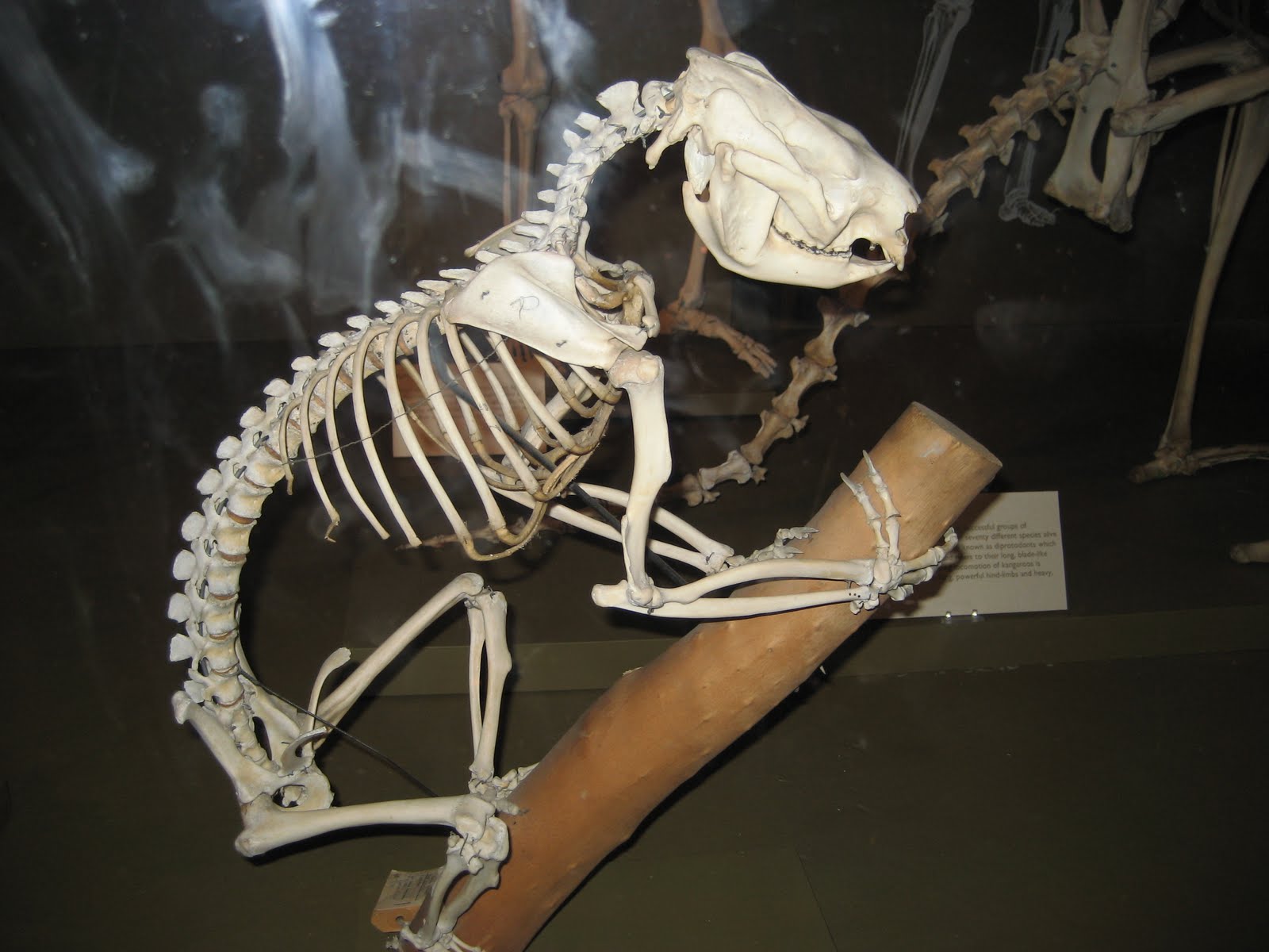 The Abbotts on Vacation: Flat Mrs. Abbott visits Perth City