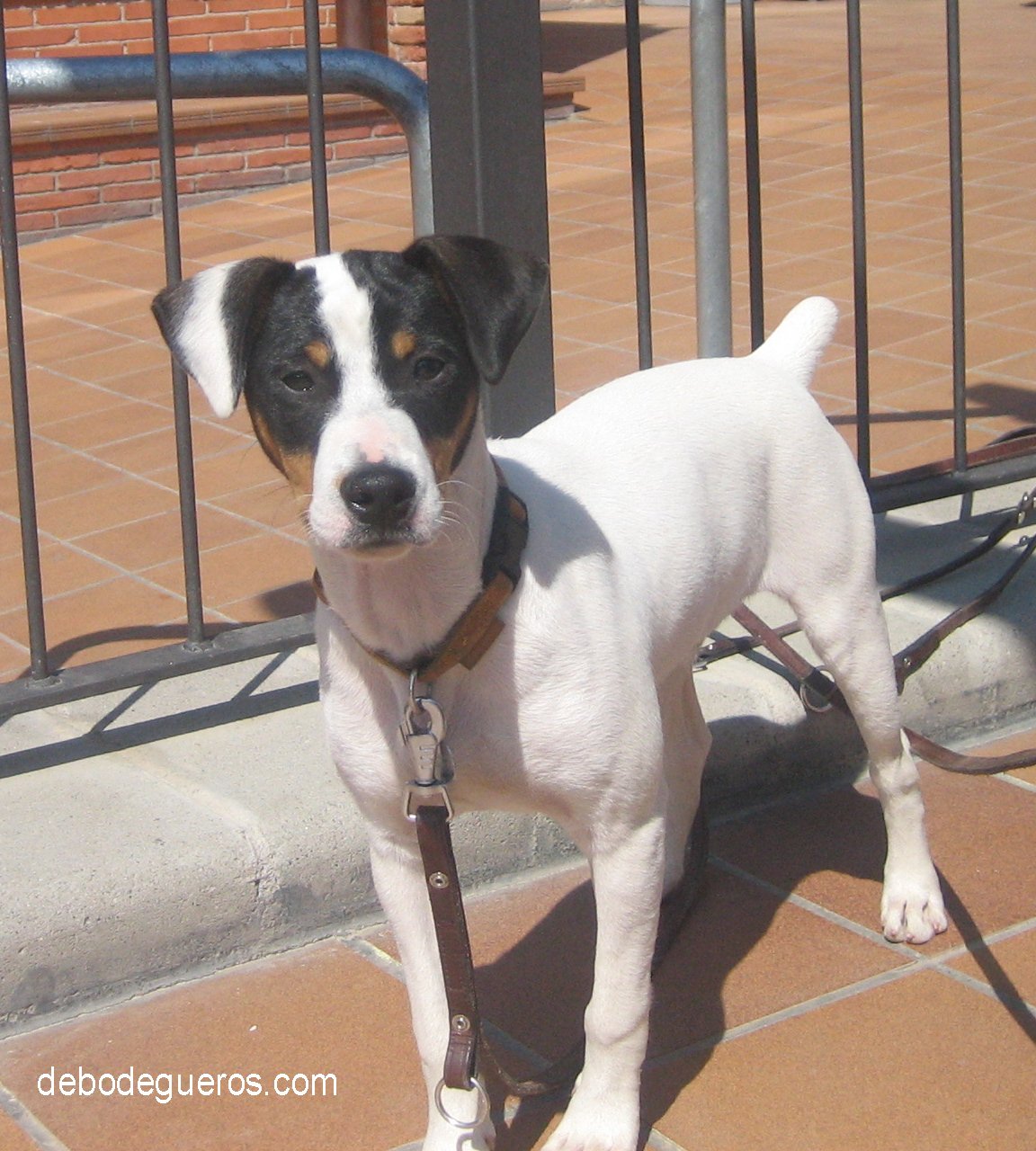Mis Bodegueros - Ratonero Bodeguero Andaluz: Estándar Ratonero ...