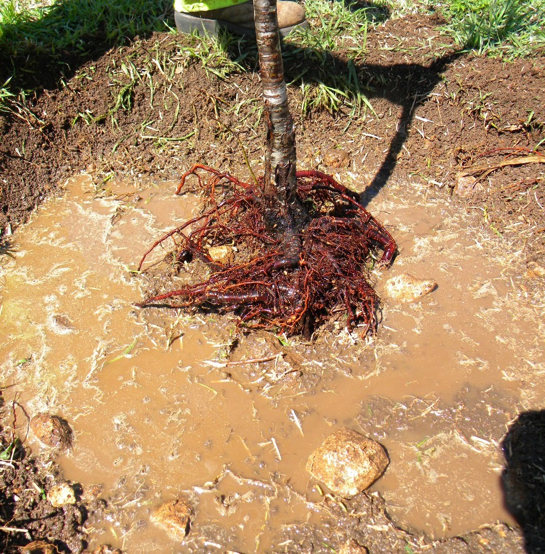 Notes from a treedweller: New ideas on tree planting