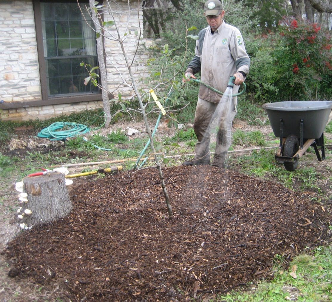 Notes from a treedweller: New ideas on tree planting