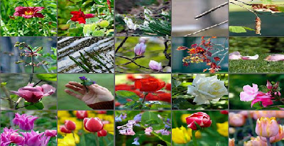 FLORA Y FAUNA COLOMBIANA