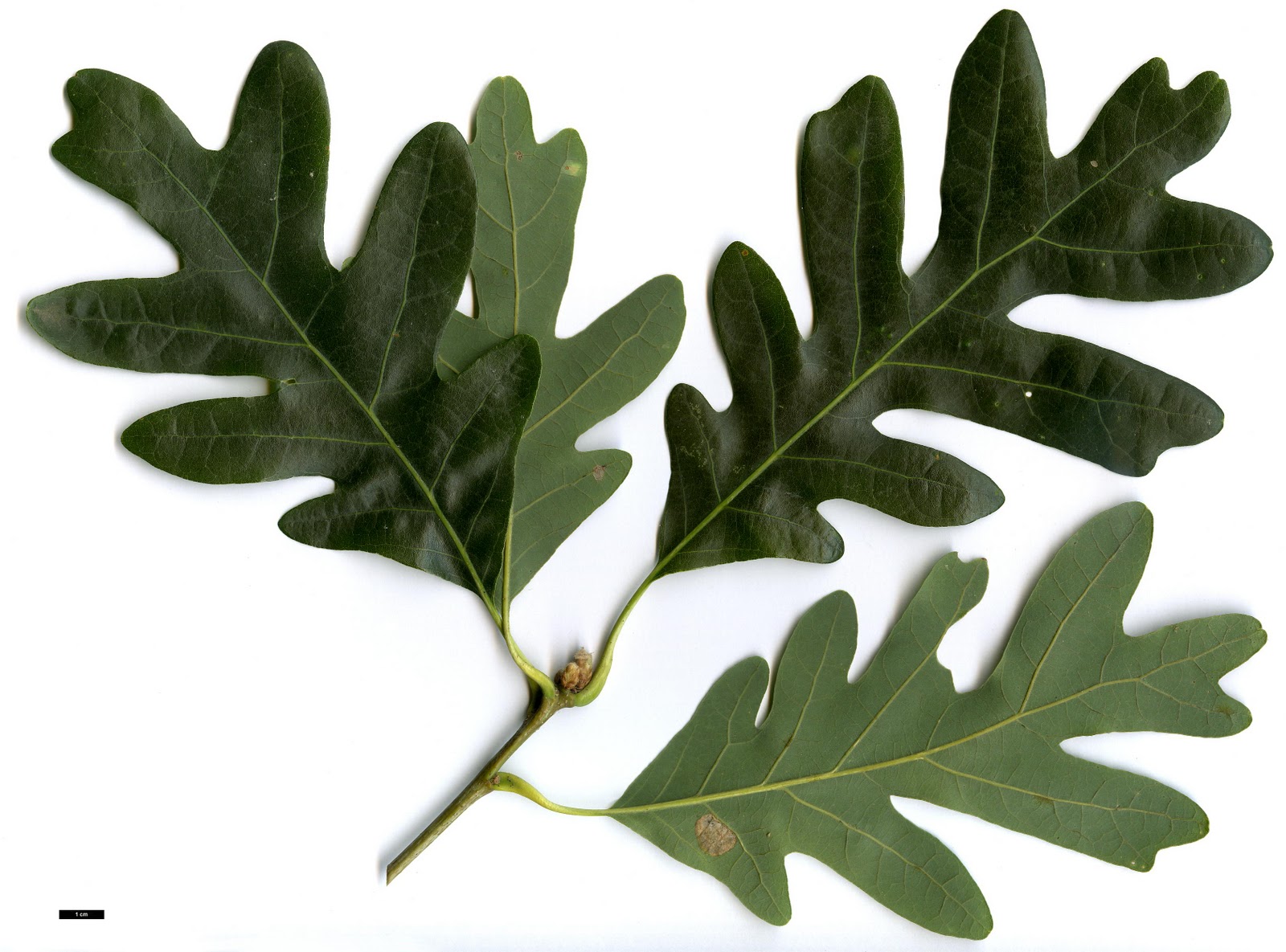 Whisky Science: Oak species