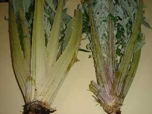 LA COCINA Y LA DESPENSA: Cardo