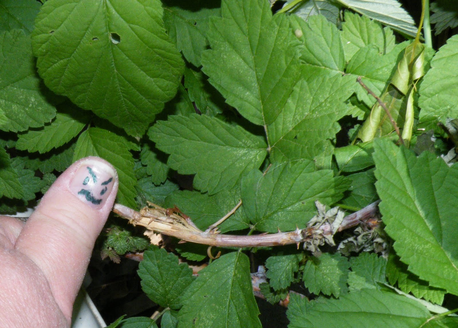 The "Gan"-"Green Thumb"