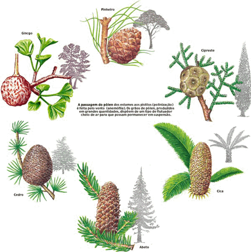 Turma 304: Gimnospermas