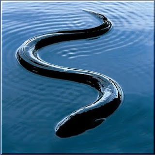 Diaporamas: L'anguille