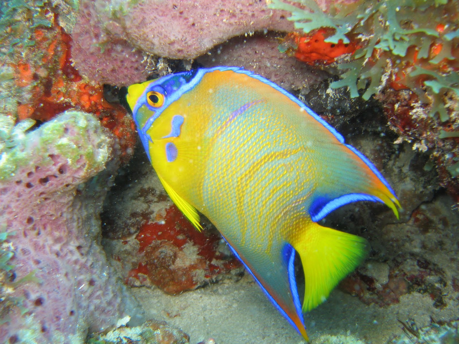 MAR do CEARÁ: Fauna Marinha Cearense - Peixe-Anjo
