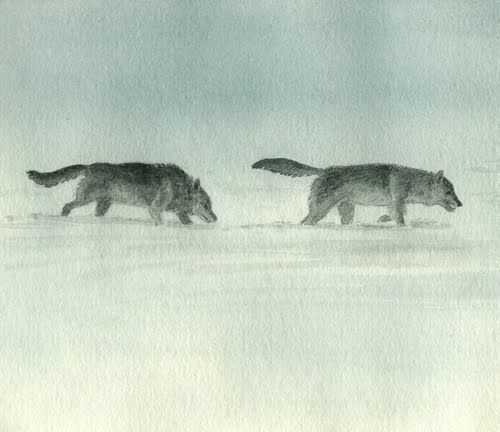 Elva's Field Notes: The Druid Wolf Pack, Part 3 of 3