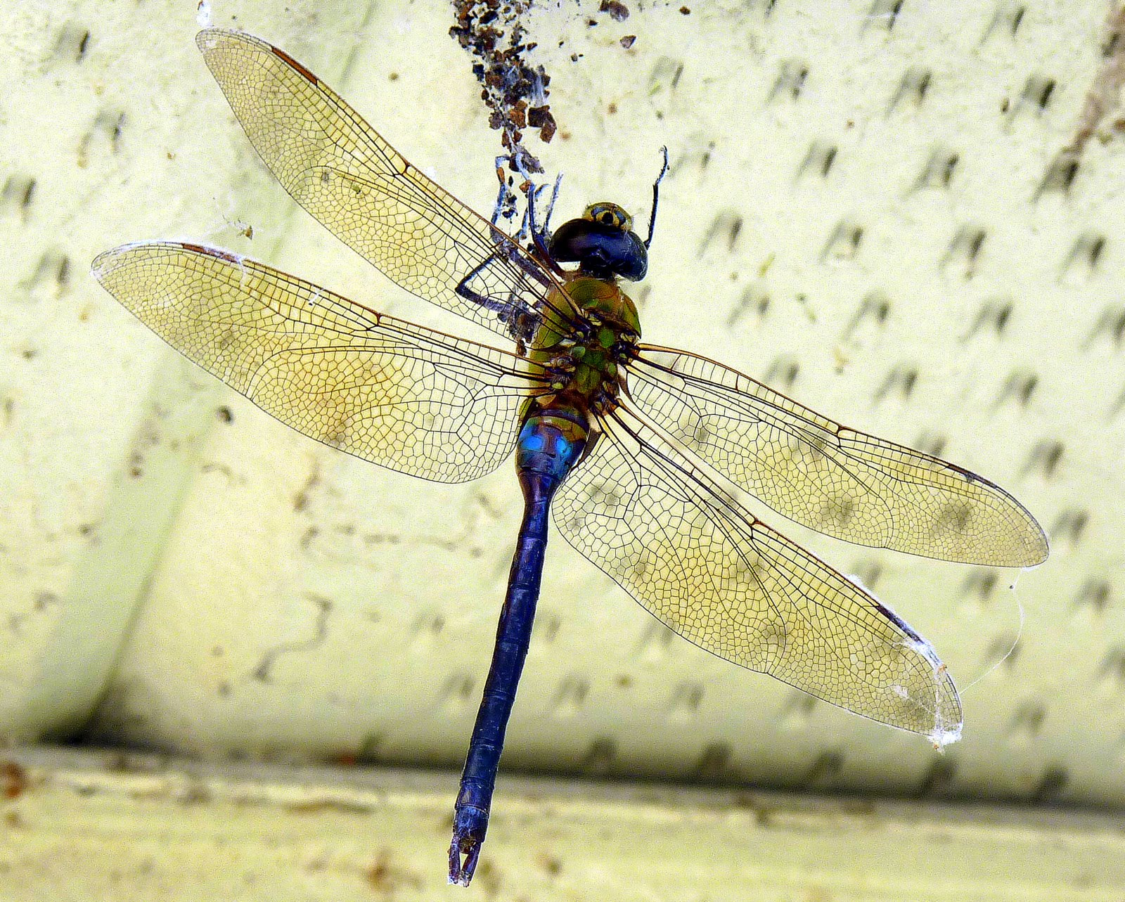 My Florida Backyard: Blue Tail Fly