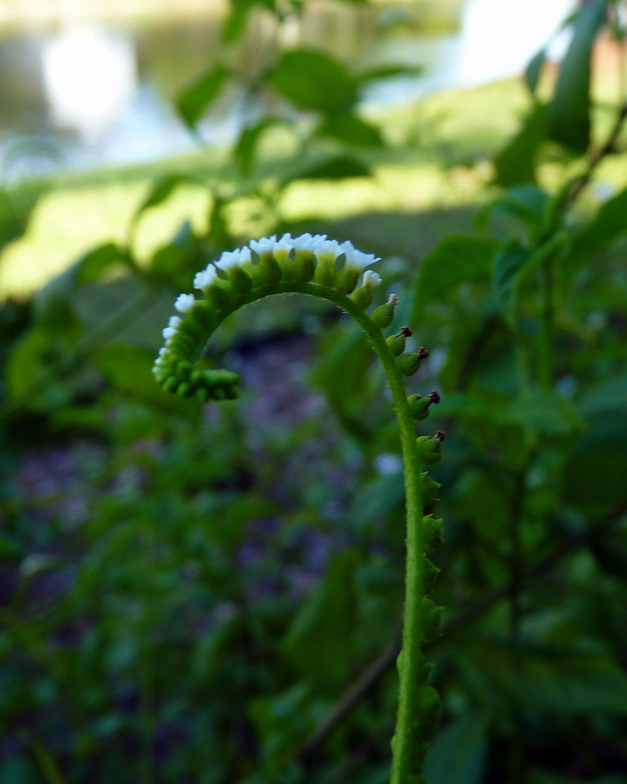 My Florida Backyard: The Scorpion King