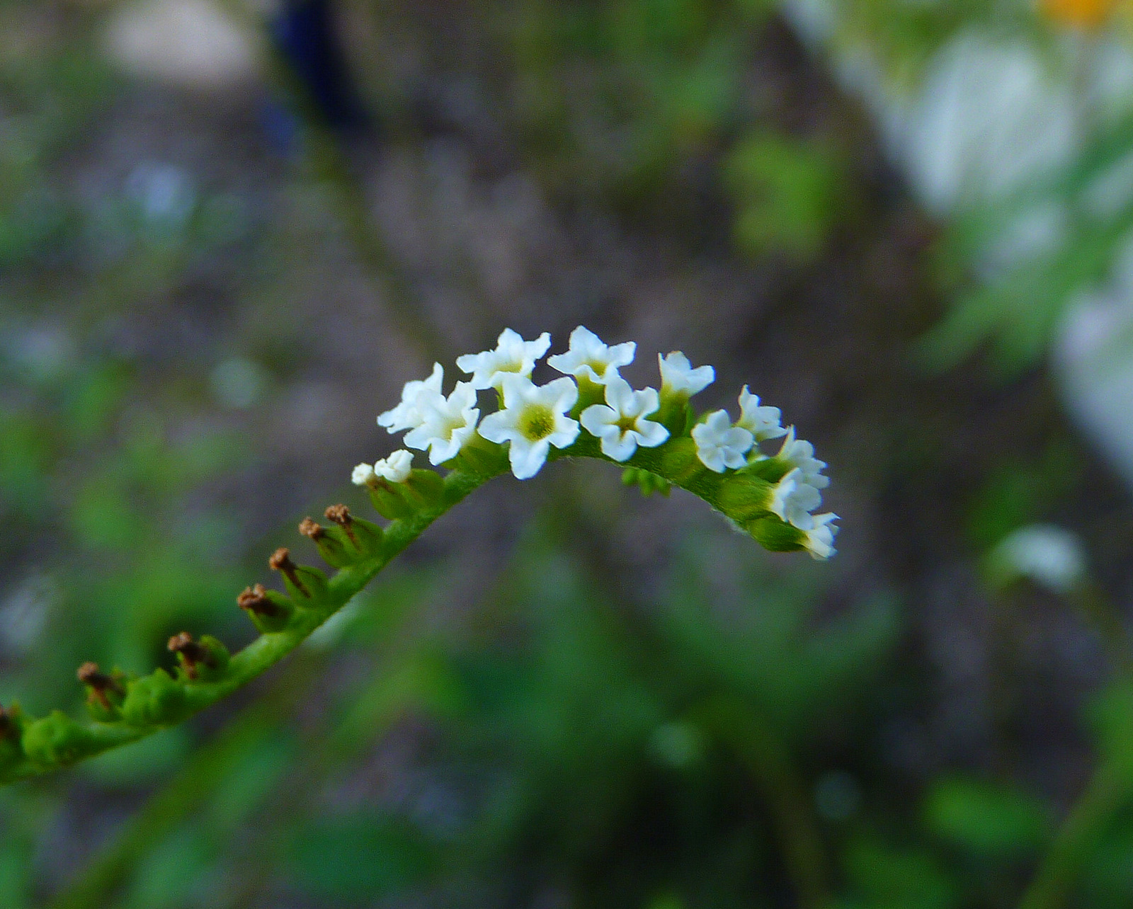 My Florida Backyard: The Scorpion King