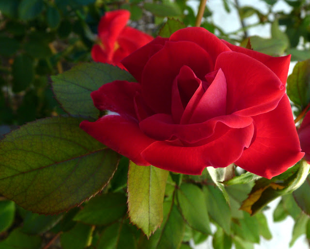 My Florida Backyard: Lo, How a Rose E'er Blooming...