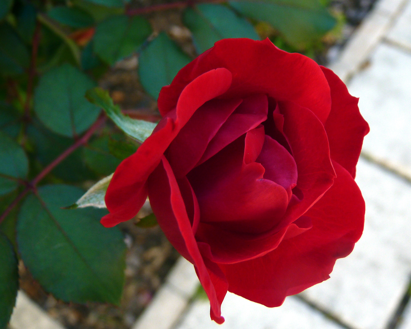 My Florida Backyard: Lo, How a Rose E'er Blooming...