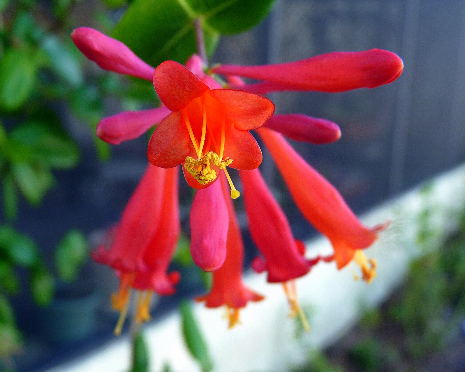 My Florida Backyard: Ring Out, Wild Bells