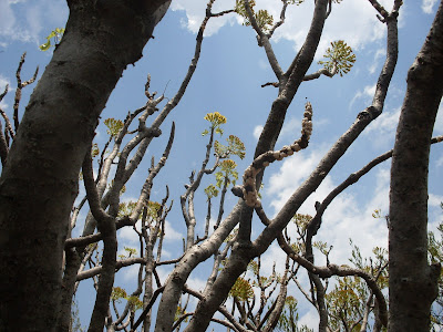tepeximilpa: PALO LOCO