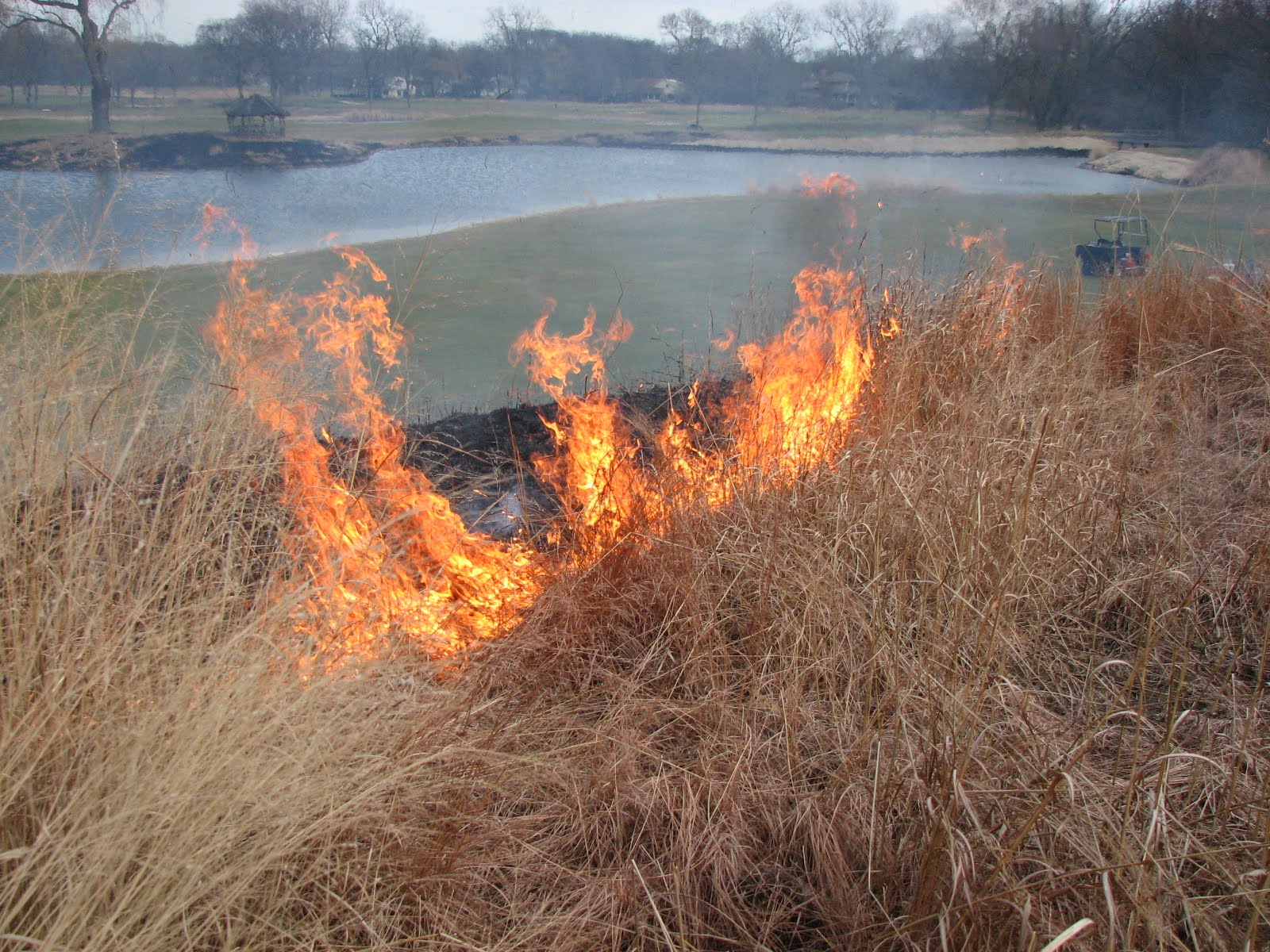 Skokie Country Club Golf Course Management: Native Grass / Naturalized ...