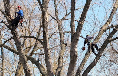Skokie Country Club Golf Course Management: Tree Management Part I ...
