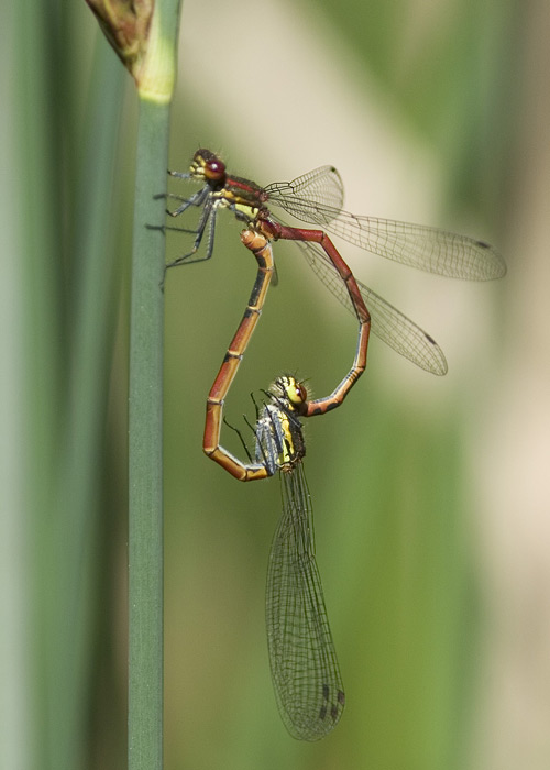 Weedon's World of Nature: Garden pond insects