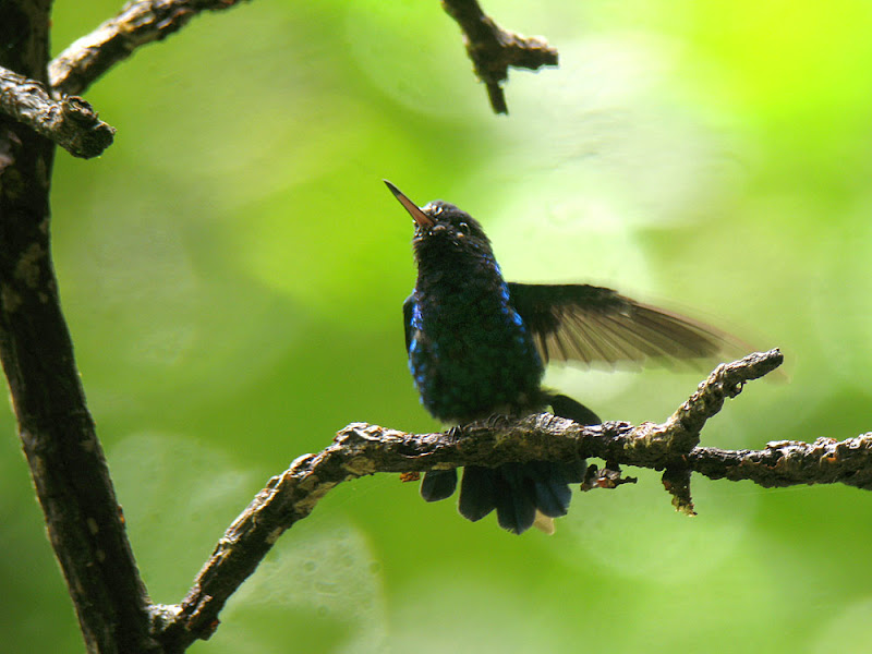 Weedon's World of Nature: Birds of Dominica: Blue-headed Hummingbird (male)