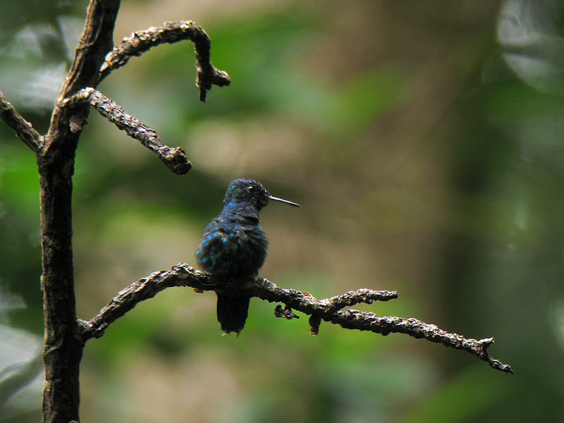 Weedon's World of Nature: Birds of Dominica: Blue-headed Hummingbird (male)