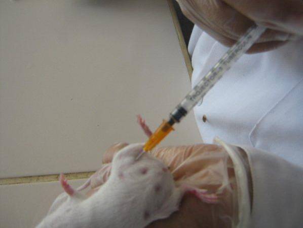 Taller de Animales: Vìa intramuscular y Vìa Intraperitoneal