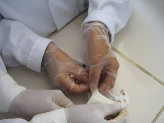 Taller de Animales: Vìa intramuscular y Vìa Intraperitoneal