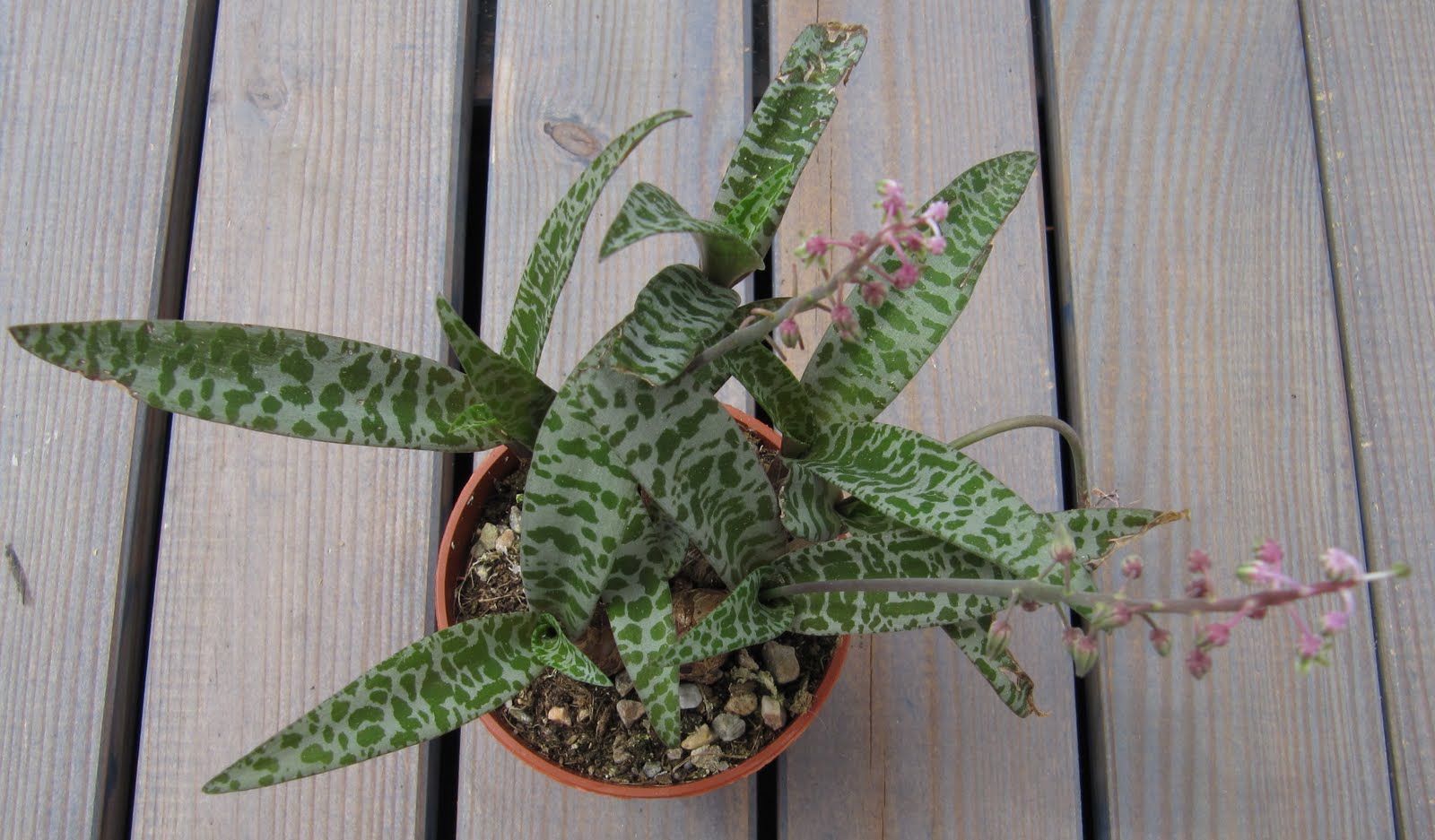 La belleza es subjetiva: Ledebouria