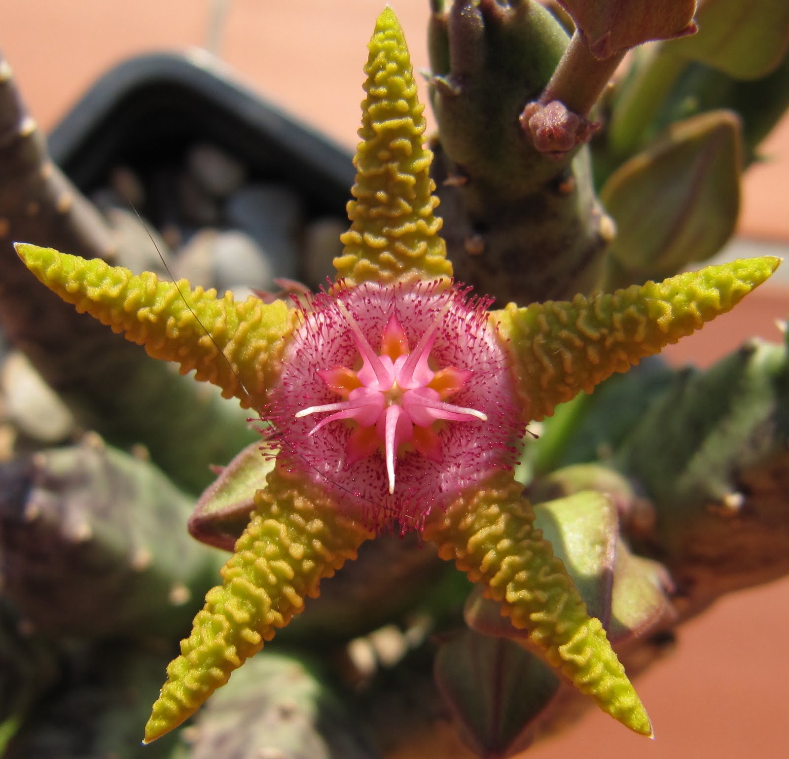 La belleza es subjetiva: Stapelia flavopurpurea 3