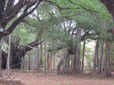 ADAYAR BANYAN TREE