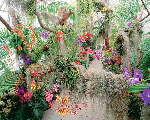 SOROA CUBA: SOROA ORCHID GARDEN