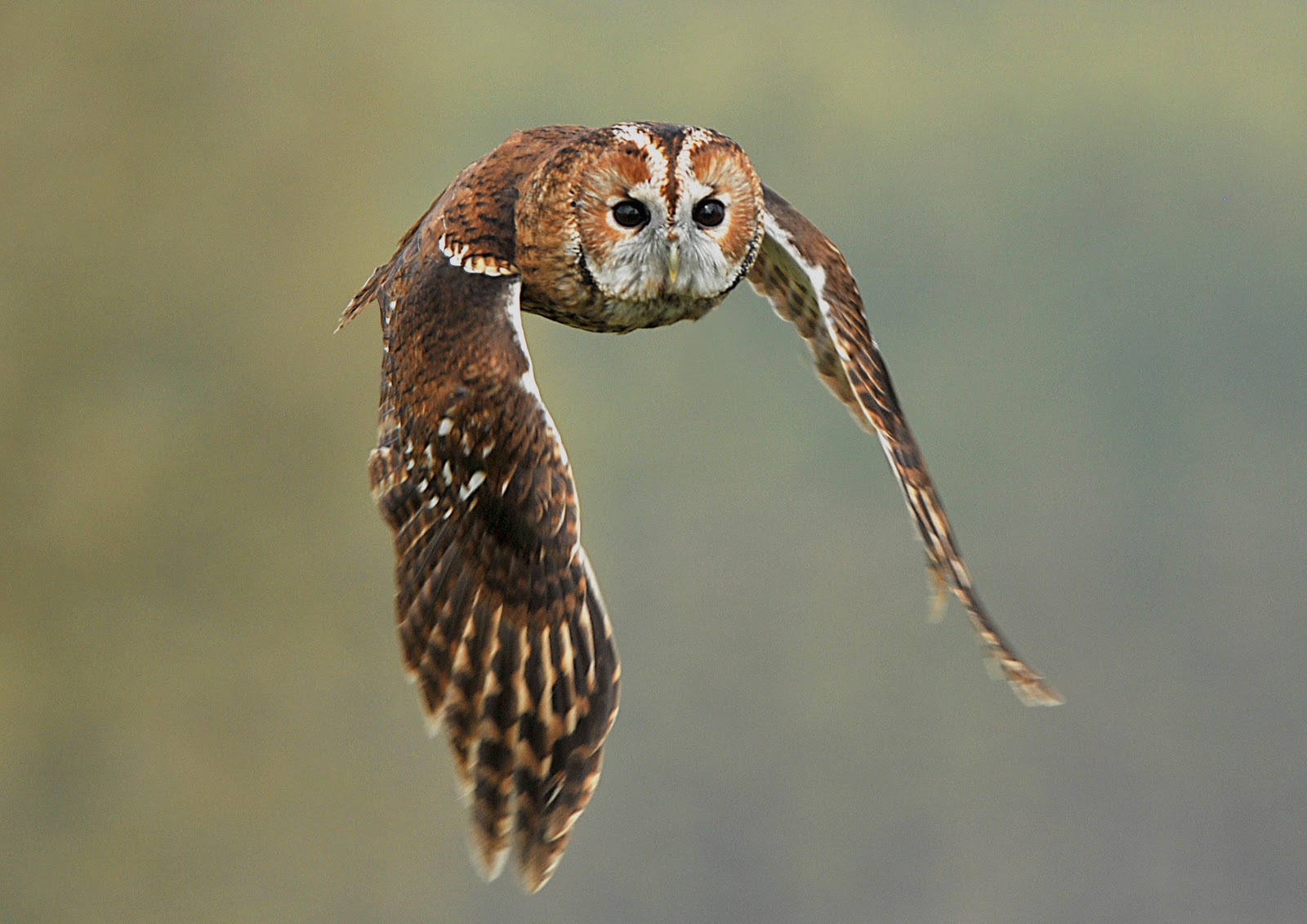 The Owl - Page 3 - Historum - History Forums