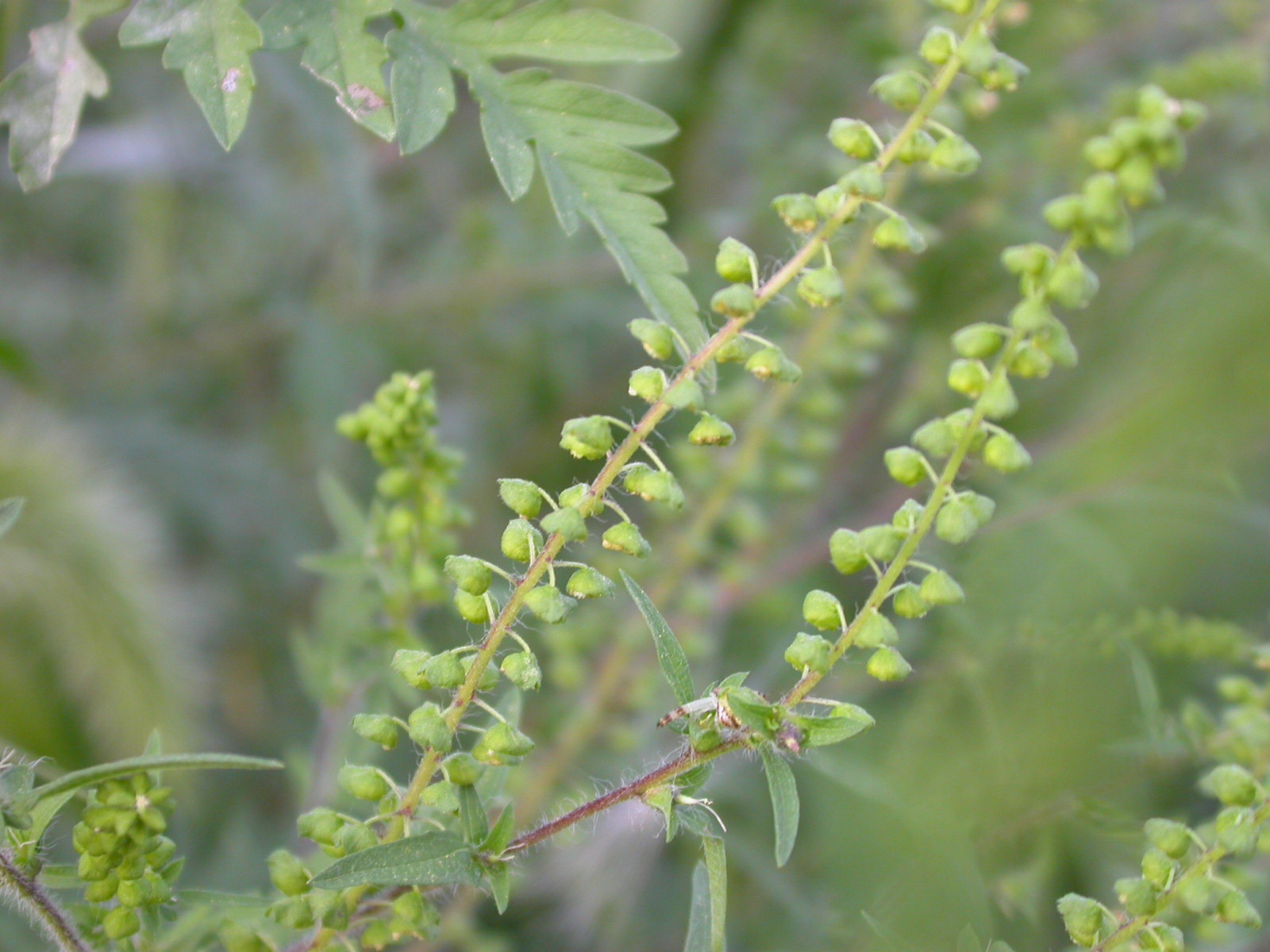 Franklin County (PA) Gardeners: Goldenrod and Ragweed